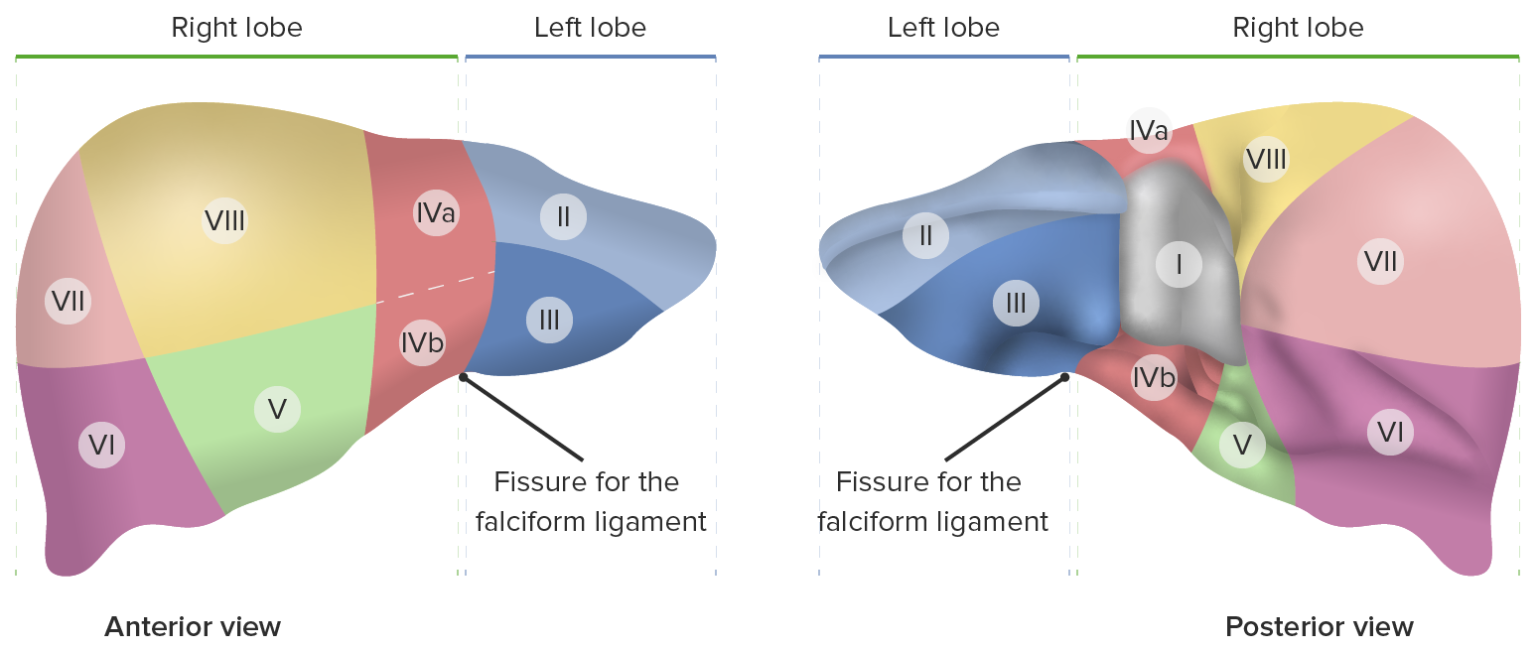 Liver: Anatomy | Concise Medical Knowledge