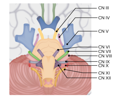 Brain Stem Reflexes [+ Free Cheat Sheet] | Lecturio Nursing