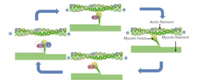 Skeletal Muscle Contraction | Concise Medical Knowledge