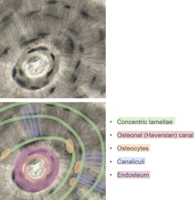 Bones: Structure and Types | Concise Medical Knowledge