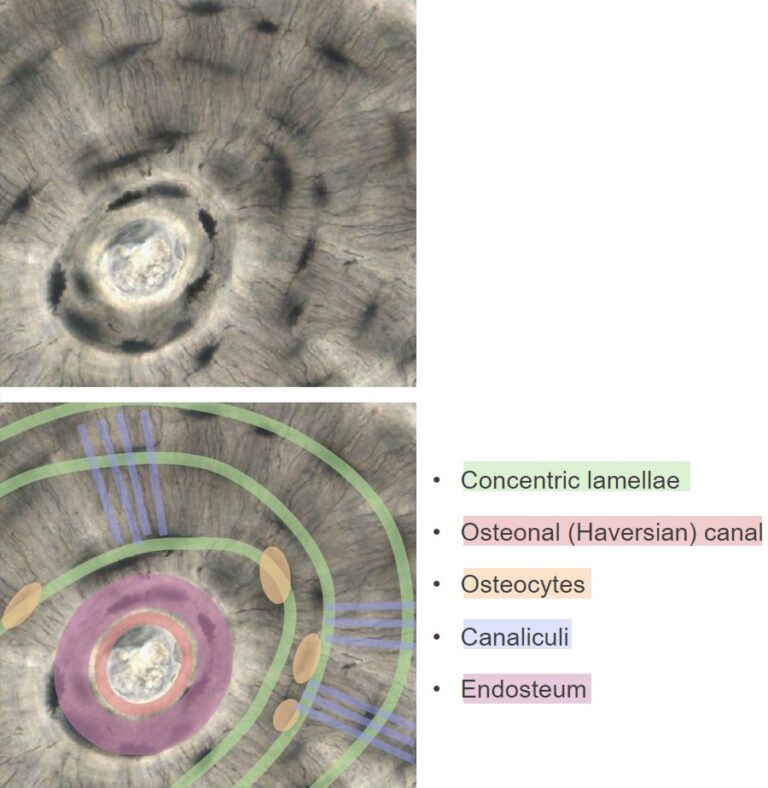 Estrutura dos Ossos | Concise Medical Knowledge
