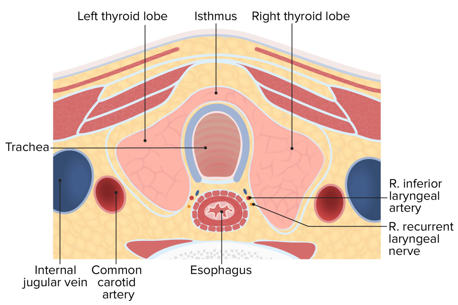 Thyroid Gland: Anatomy | Concise Medical Knowledge