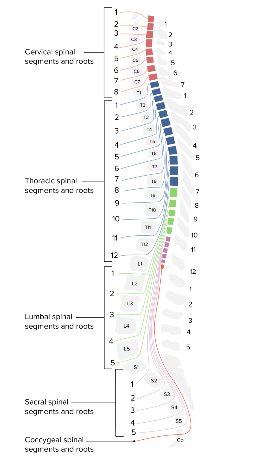 Spinal Cord: Anatomy | Concise Medical Knowledge