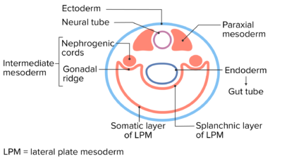 Development of the Abdominal Organs | Concise Medical Knowledge