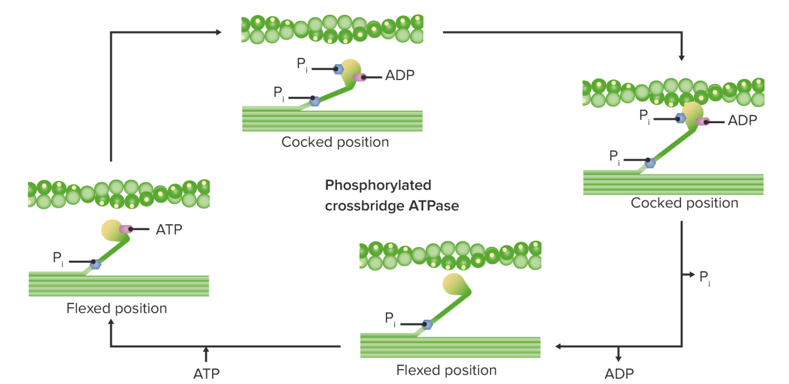 Smooth Muscle Contraction | Concise Medical Knowledge