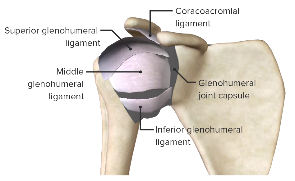 What Are The Ligaments Of The Glenohumeral Joint
