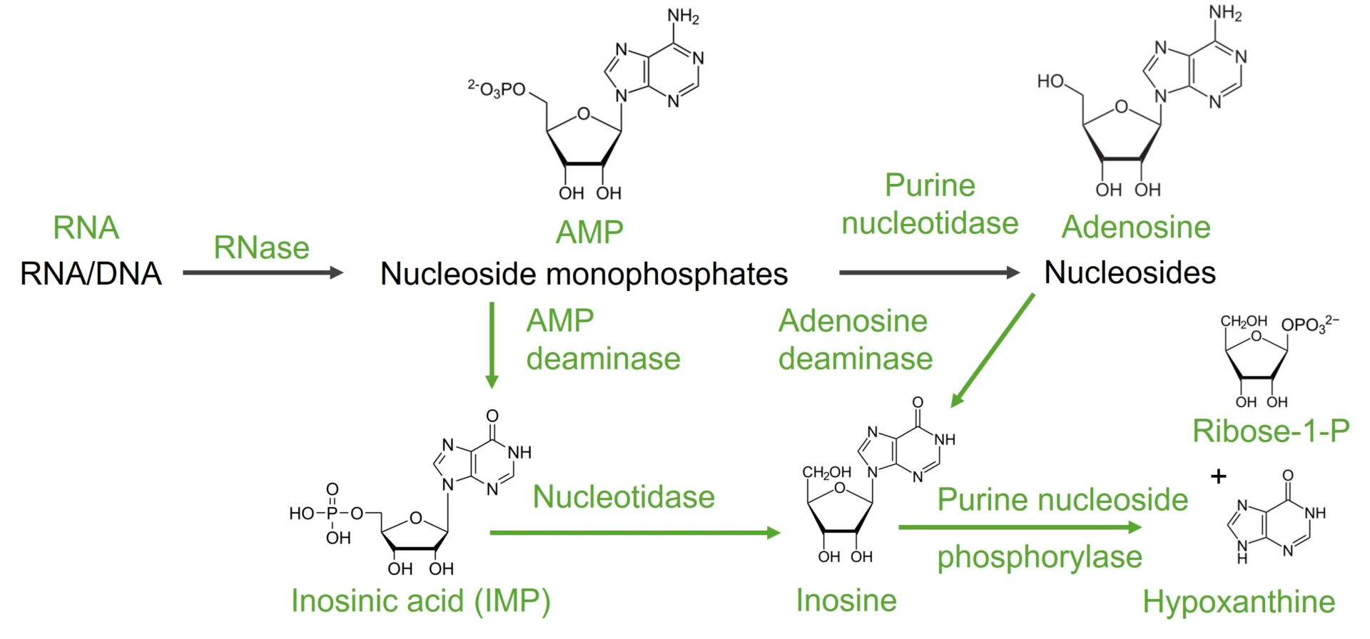 Purine and Pyrimidine Metabolism | Concise Medical Knowledge