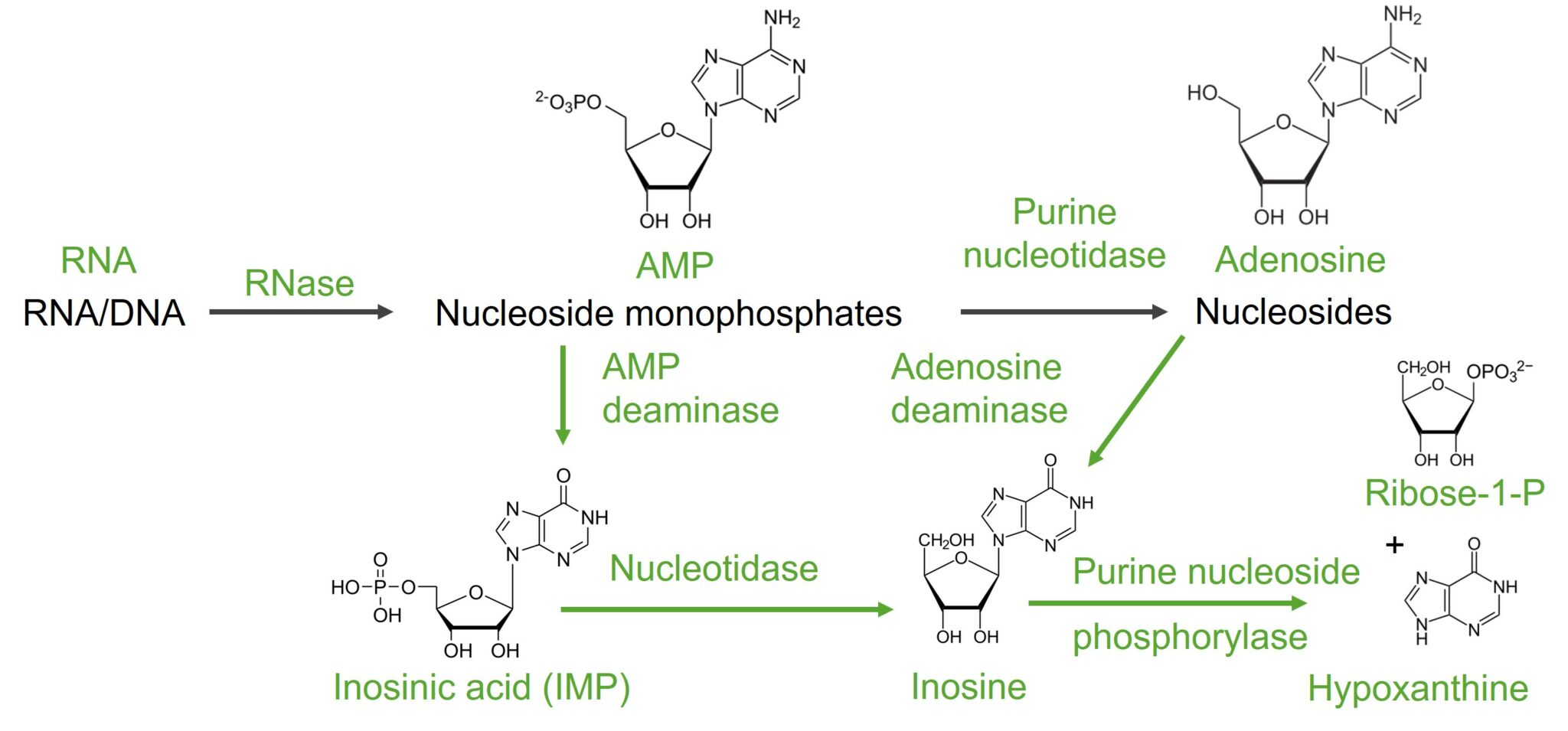 Purine and Pyrimidine Metabolism | Concise Medical Knowledge