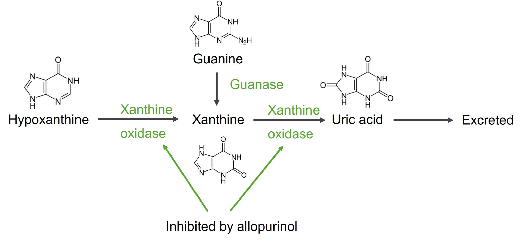 Metabolismo de Purinas y Pirimidinas | Concise Medical Knowledge