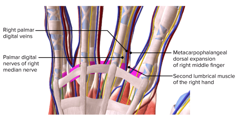 Mão | Concise Medical Knowledge