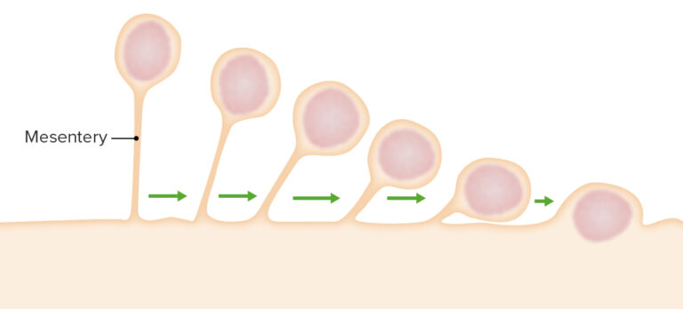 Peritoneum: Anatomy | Concise Medical Knowledge