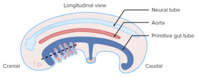 Branchial Apparatus and Aortic Arches | Concise Medical Knowledge