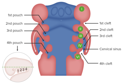 Aparato Branquial y Arcos Aórticos | Concise Medical Knowledge