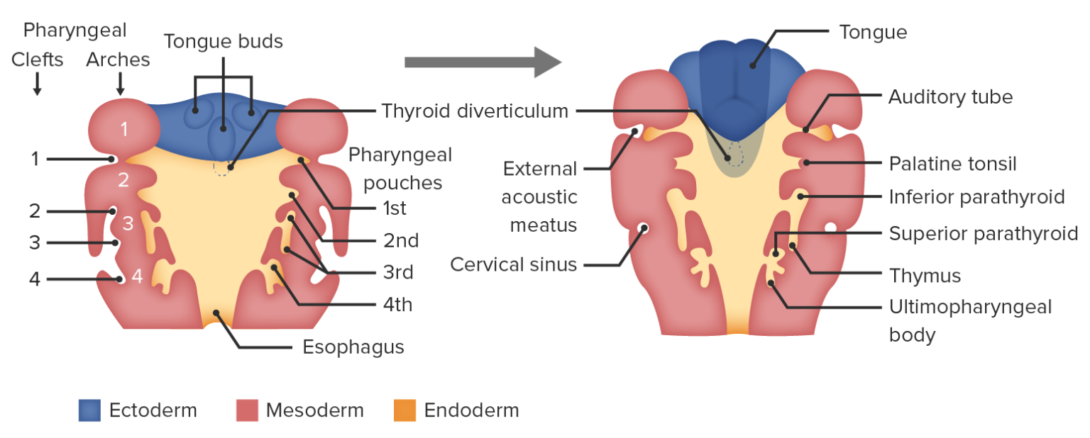 Branchial Apparatus and Aortic Arches | Concise Medical Knowledge