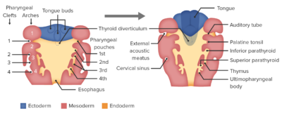 Branchial Apparatus and Aortic Arches | Concise Medical Knowledge
