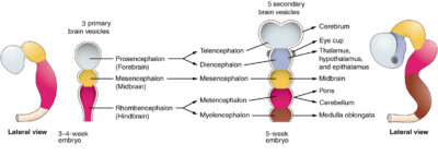 Cerebelo: Anatomia | Concise Medical Knowledge