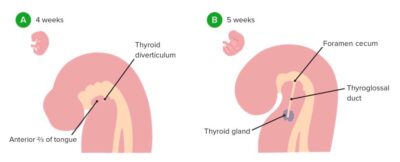 Glândula Tiroide | Concise Medical Knowledge
