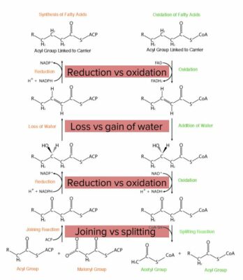 Fatty Acid Metabolism | Concise Medical Knowledge