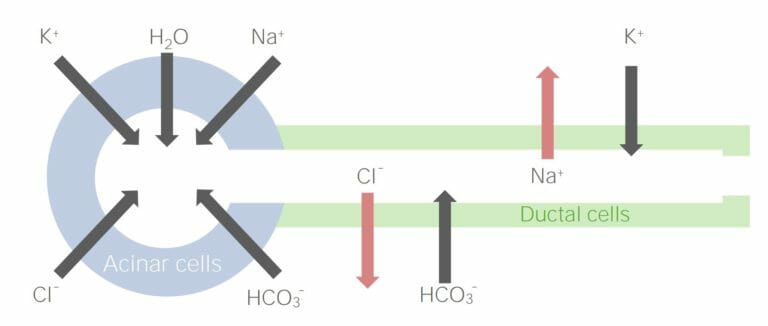 Gastrointestinal Secretions | Concise Medical Knowledge