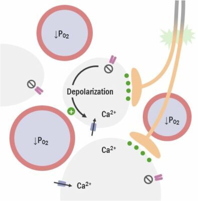 Respiratory Regulation | Concise Medical Knowledge