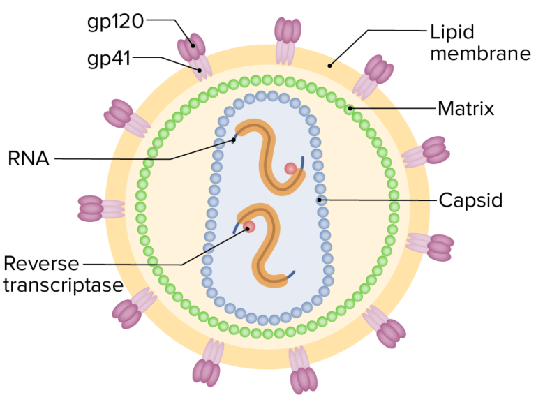 Virus de la Inmunodeficiencia Humana (VIH) | Concise Medical Knowledge