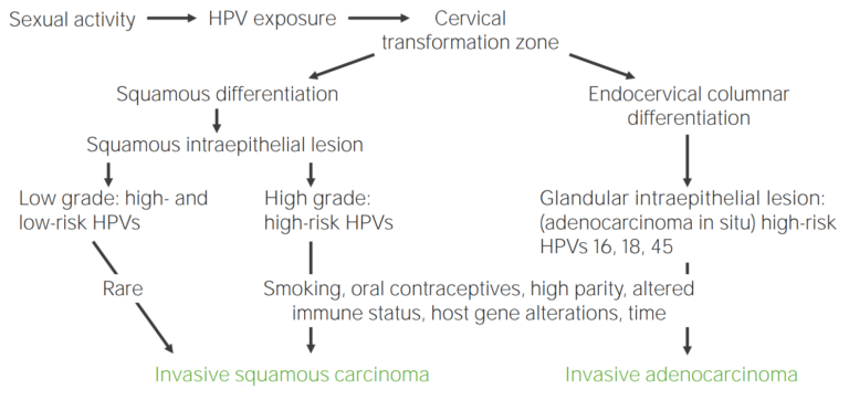 Cervical Cancer | Concise Medical Knowledge