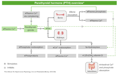 Parathyroid Glands: Anatomy | Concise Medical Knowledge