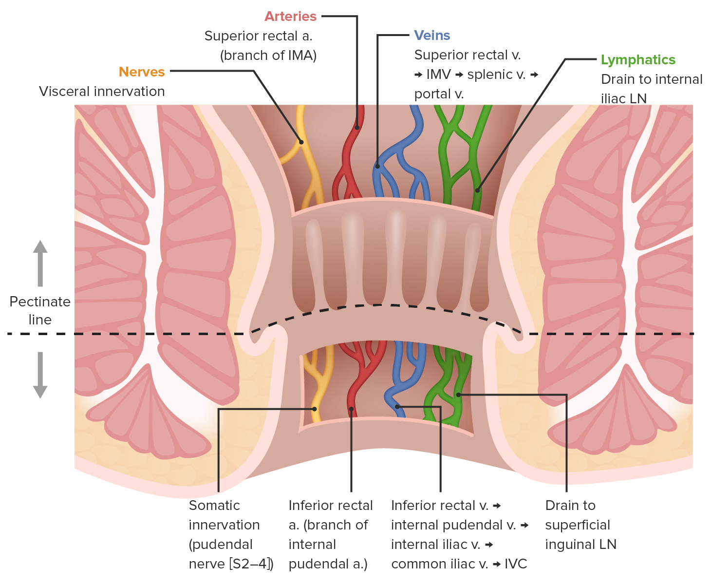 Rectal Pectinate At Piper Walton Blog