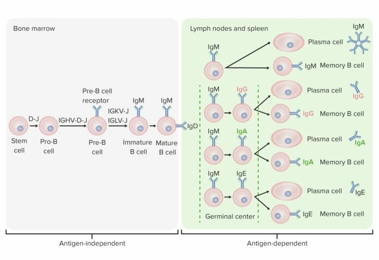 B cells: Types and Functions | Concise Medical Knowledge