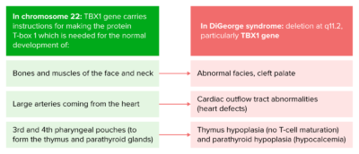Síndrome de DiGeorge | Concise Medical Knowledge