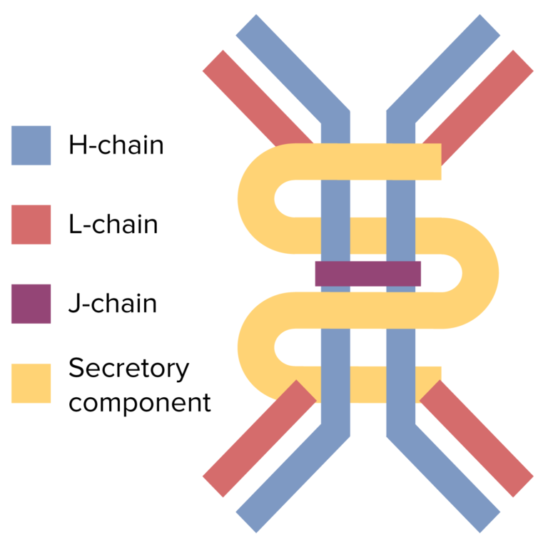 Selective IgA Deficiency | Concise Medical Knowledge
