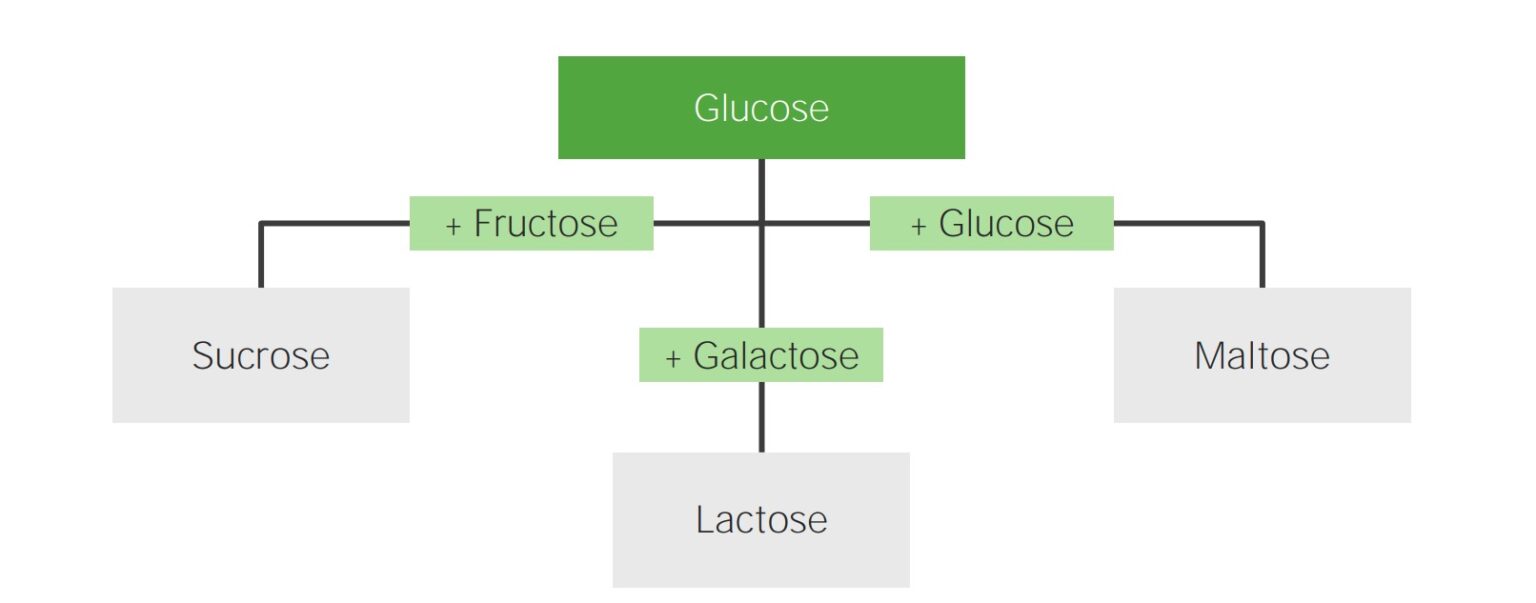 Basics of Carbohydrates | Concise Medical Knowledge