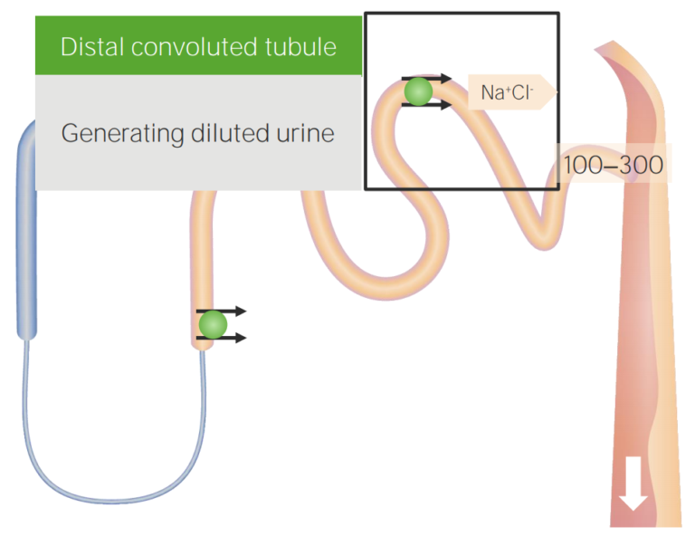 Tubular System | Concise Medical Knowledge