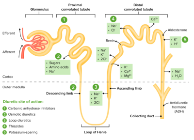 Loop Diuretics | Concise Medical Knowledge