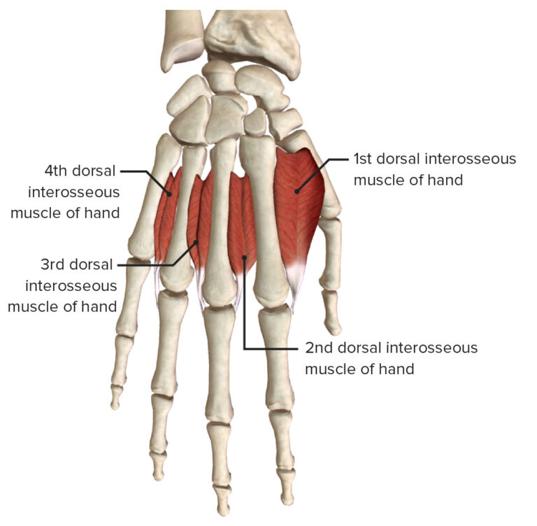 Hand: Anatomy | Concise Medical Knowledge