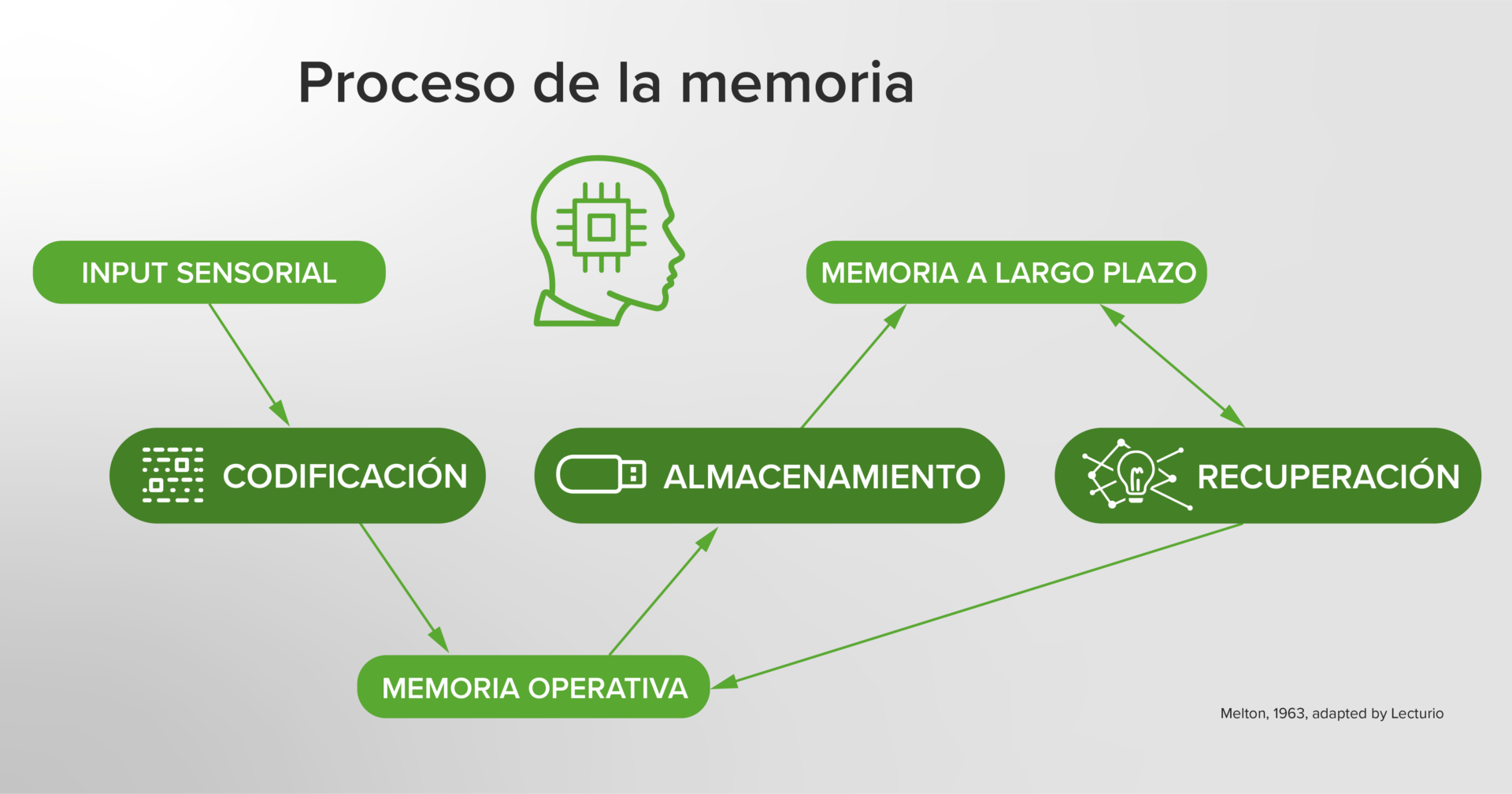 Entendiendo La Memoria Para Mejorar El Aprendizaje En Educación Médica