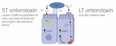 Escherichia coli | Concise Medical Knowledge