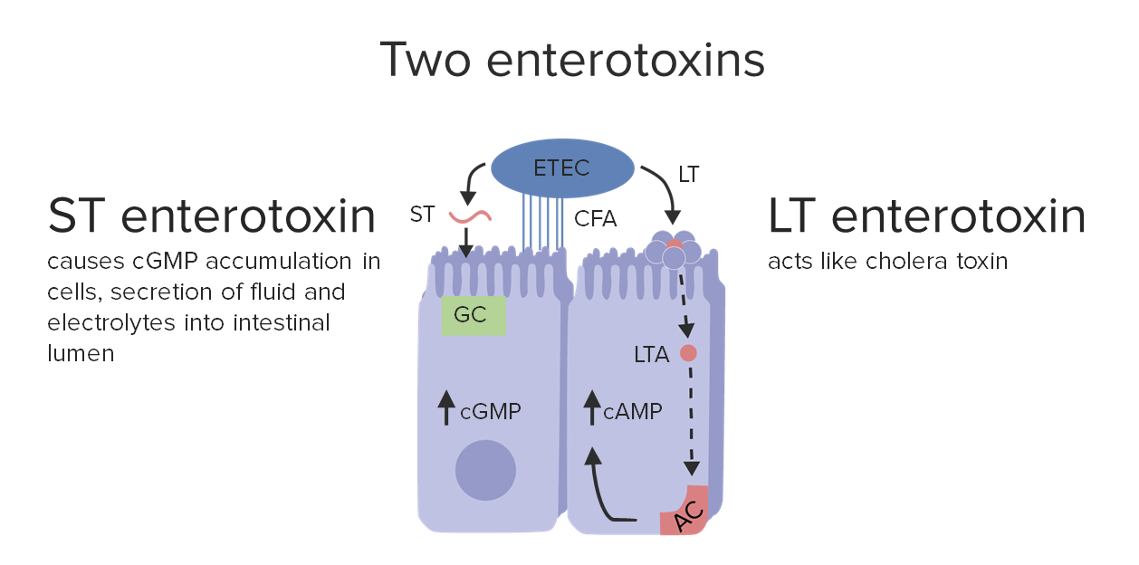 Escherichia coli | Concise Medical Knowledge