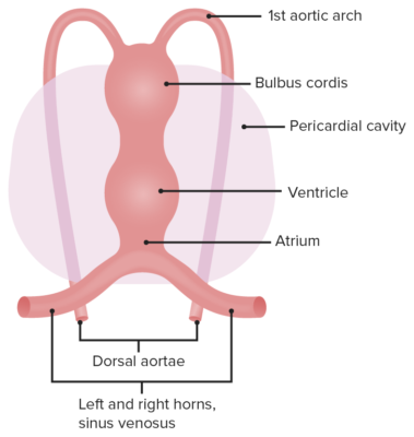 Development of the Heart | Concise Medical Knowledge