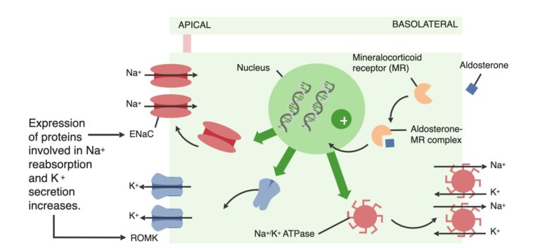 Hypoaldosteronism | Concise Medical Knowledge