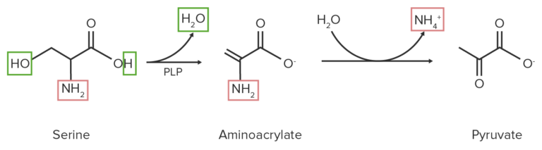 Catabolism of Amino Acids | Concise Medical Knowledge
