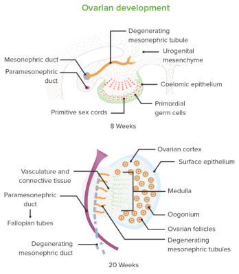 Ovaries: Anatomy | Concise Medical Knowledge