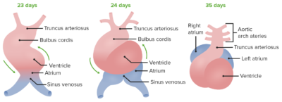 Development of the Heart | Concise Medical Knowledge