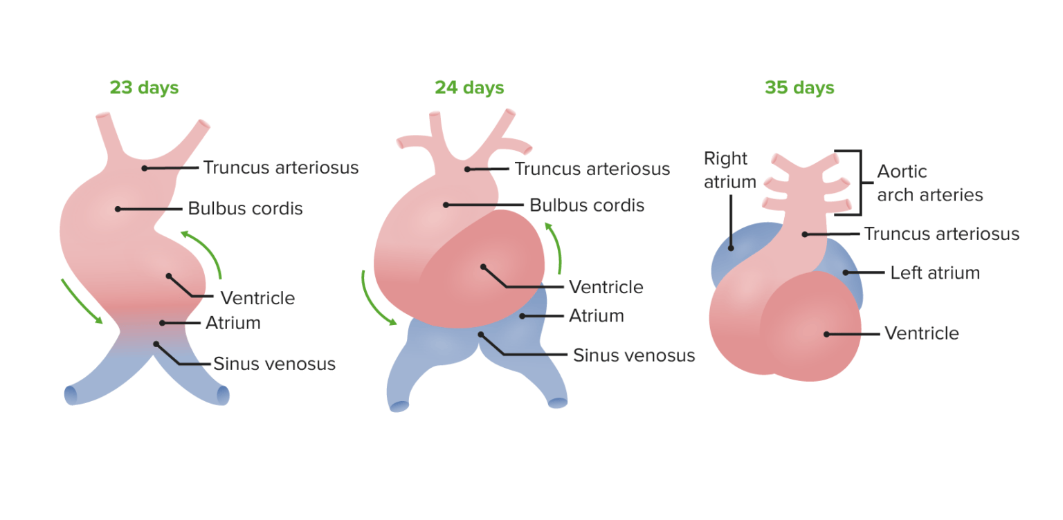 Development of the Heart | Concise Medical Knowledge