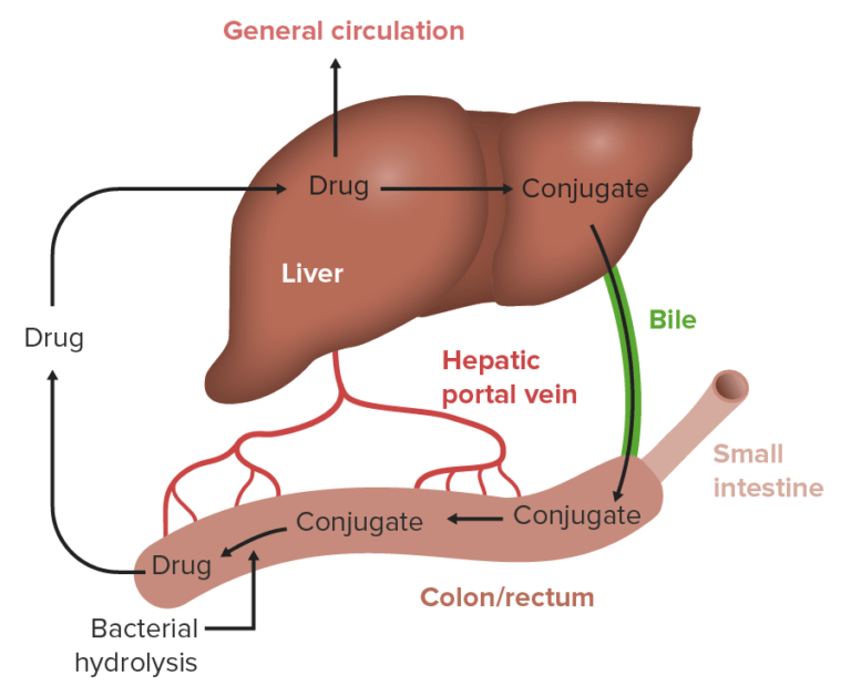 Pharmacokinetics and Pharmacodynamics | Concise Medical Knowledge