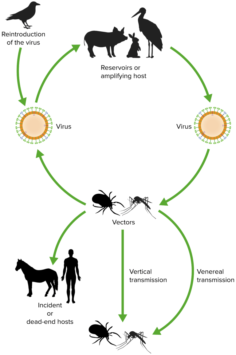 Virus de la Encefalitis Equina | Concise Medical Knowledge