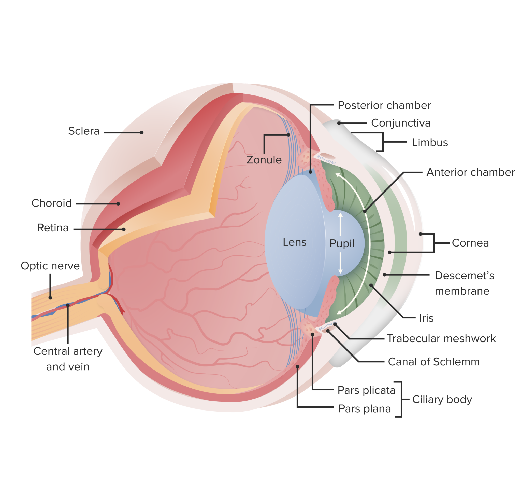 Cataracts in Adults | Concise Medical Knowledge