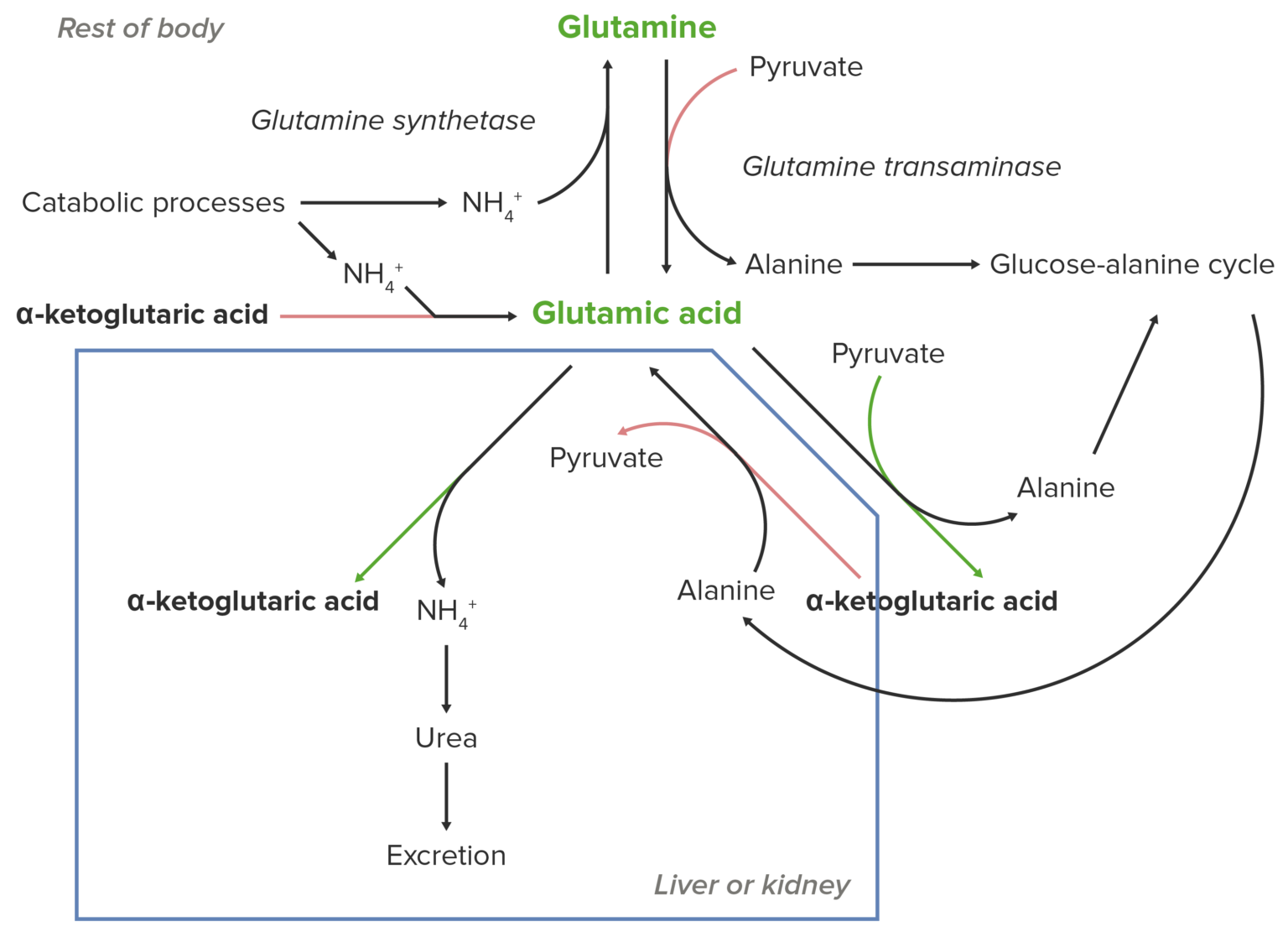 Urea Cycle | Concise Medical Knowledge