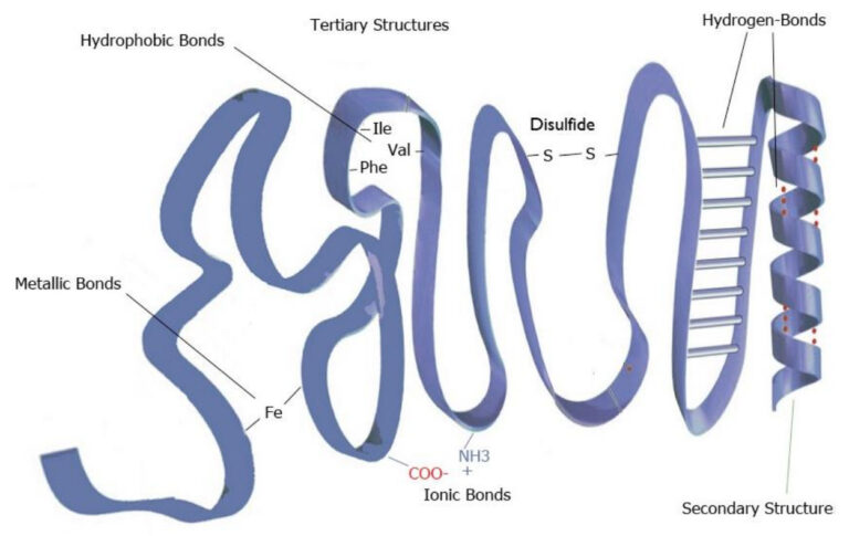 Post-translational Protein Processing | Concise Medical Knowledge