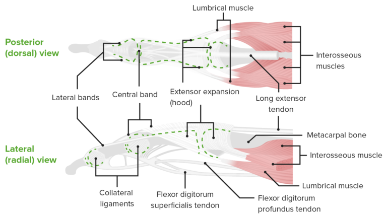 Hand: Anatomy | Concise Medical Knowledge